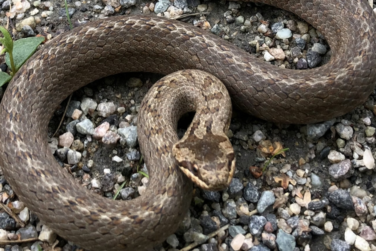 Sacramento development threatens giant garter snake habitat