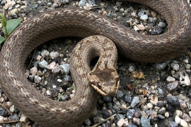 Sacramento development threatens giant garter snake habitat