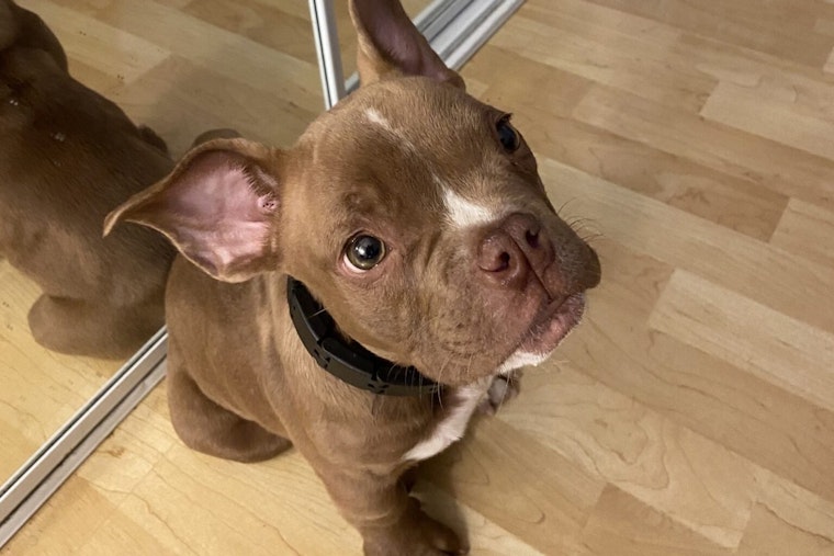 Tacoma Police on the Hunt to Reunite Stolen Seattle Dog "Buddy" With