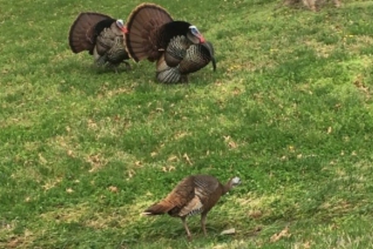 TWRA's 2025 Wild Turkey Survey in Tennessee Shows Slight Dip in