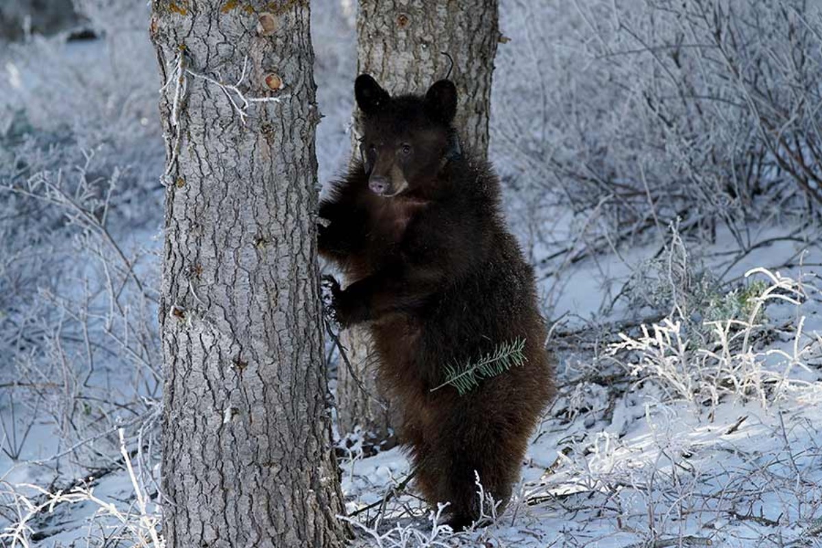 Utah DWR Seeks Public Feedback on Proposed Bear Hunting Adjustments