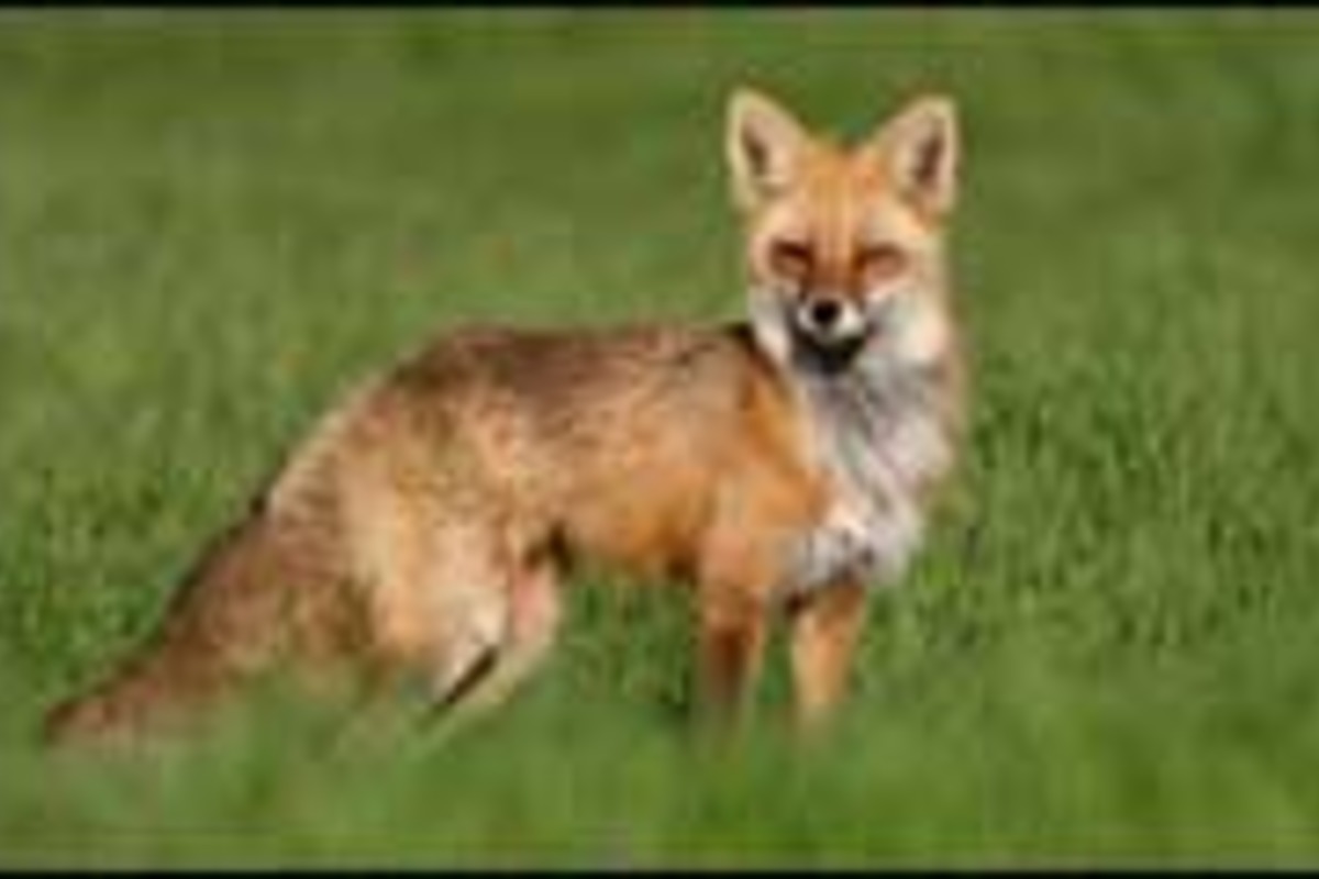 Wimberley on Alert as Two Rabid Foxes Confirmed; Hays County Reminds