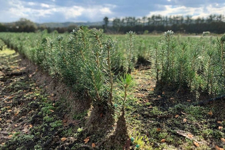 Wisconsin DNR Offers Free Tree Seedlings to Fourth-Graders for Arbor