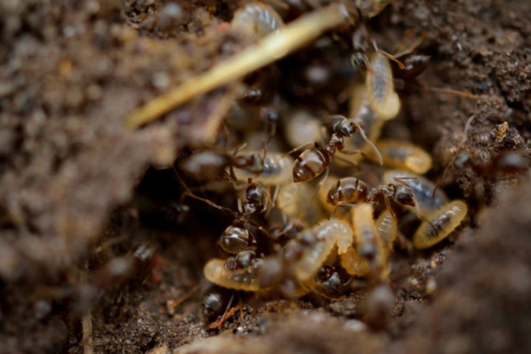 Arizona Continues to Battle Termite Infestations as Experts Share