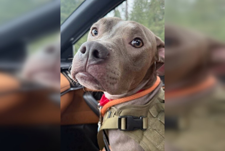 Arrest Made in Everett Dog Cruelty Case, Suspect Faces Animal Cruelty