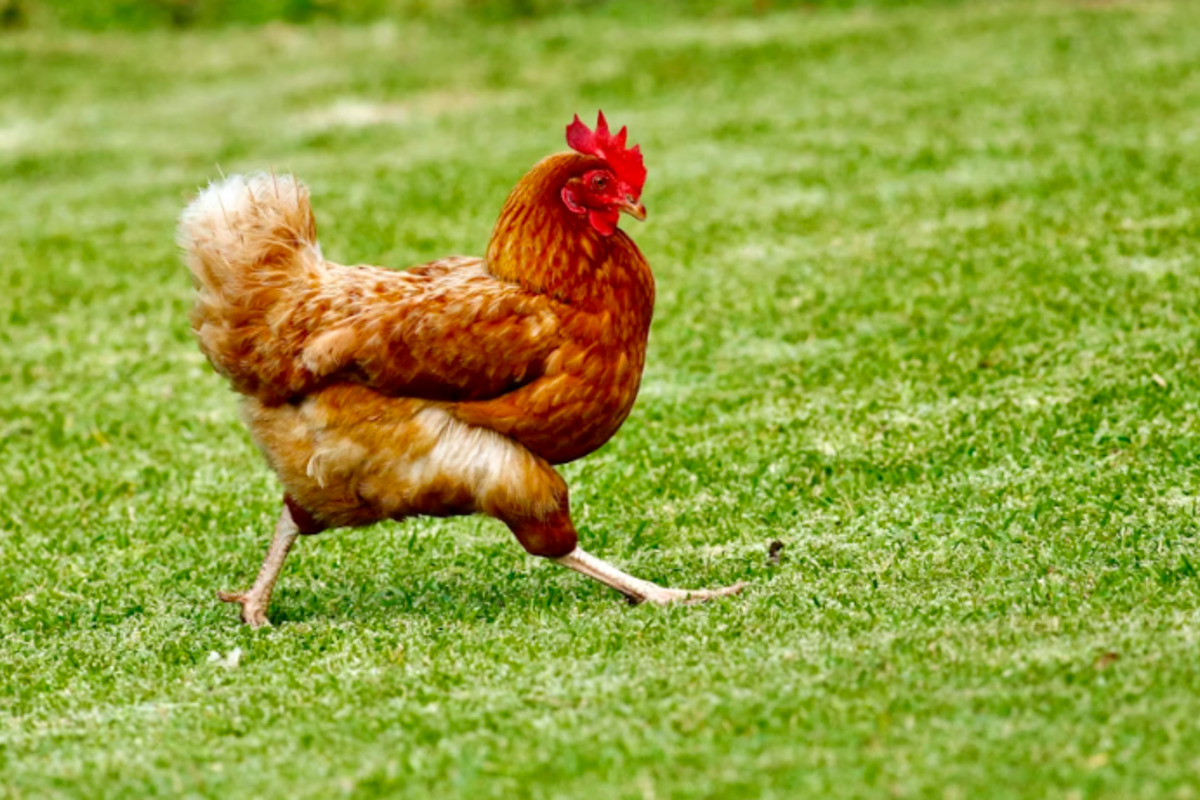 Bird Flu Hits Galveston County Flocks As Officials Say, Do Not Touch