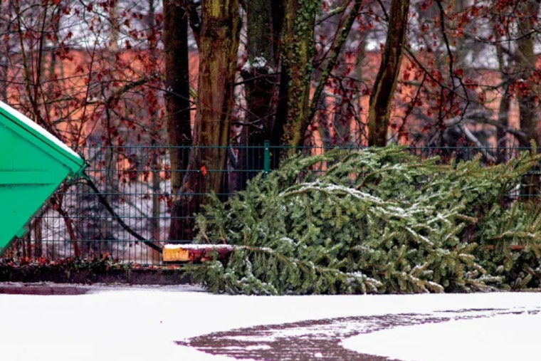 Bloomington Announces Curbside Christmas Tree Collection with