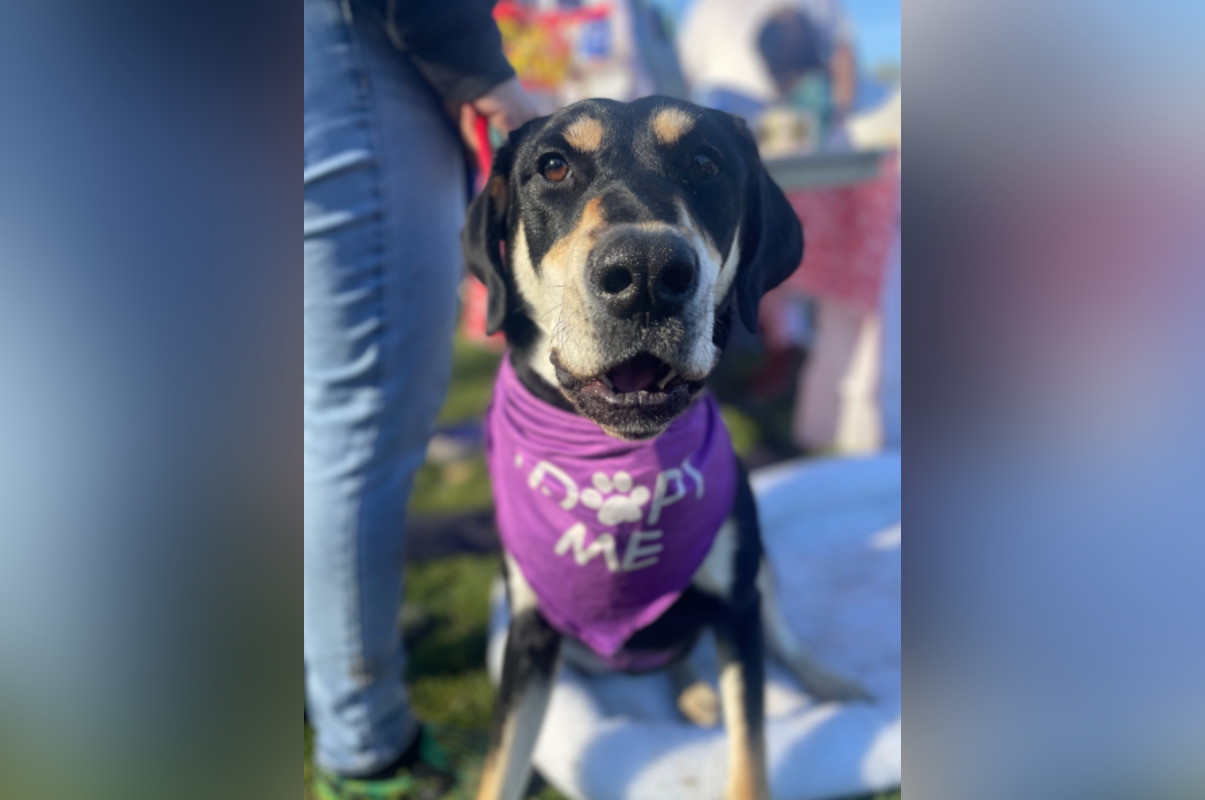 Bonnie the Dog Finds Forever Home After Meeting Family at CAL FIRE