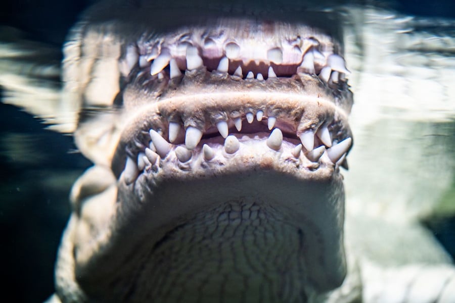 Claude the Albino Alligator—Guardian of the Academy of Sciences—Dead