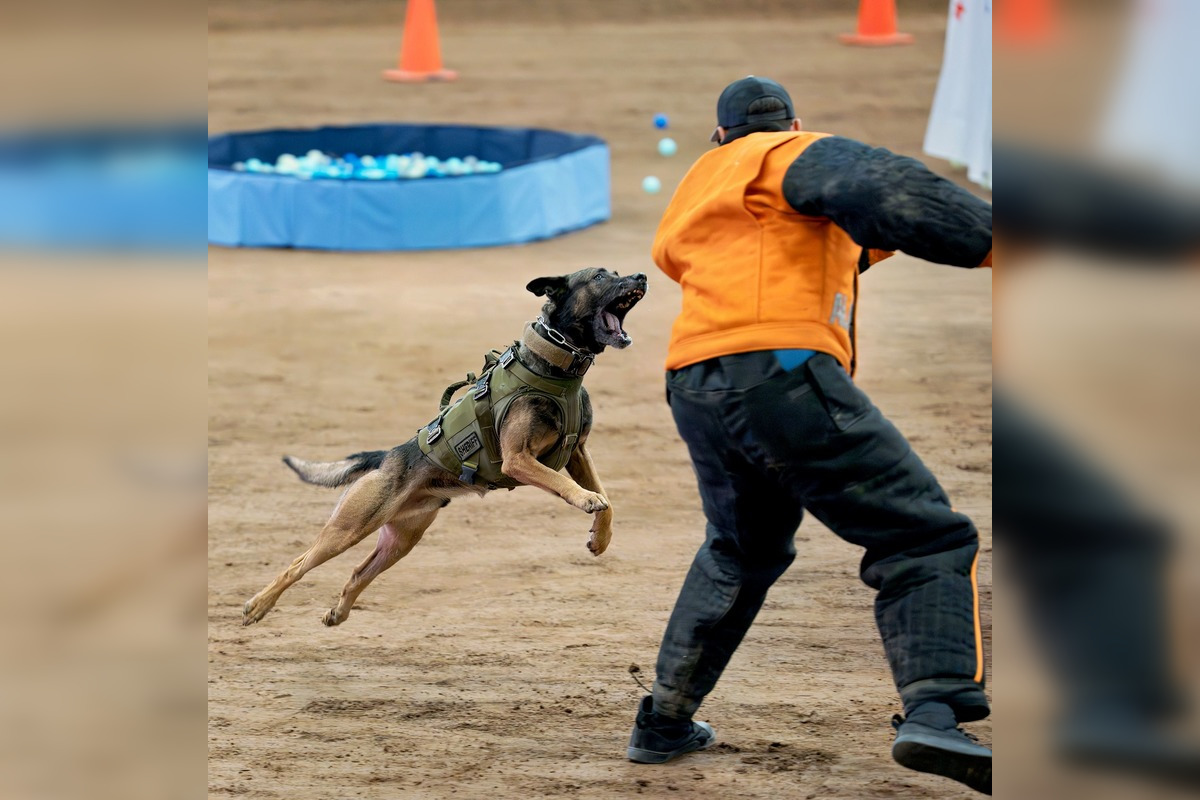 Coconino County Sheriff's K-9 Teams Shine in Drug Detection and Desert
