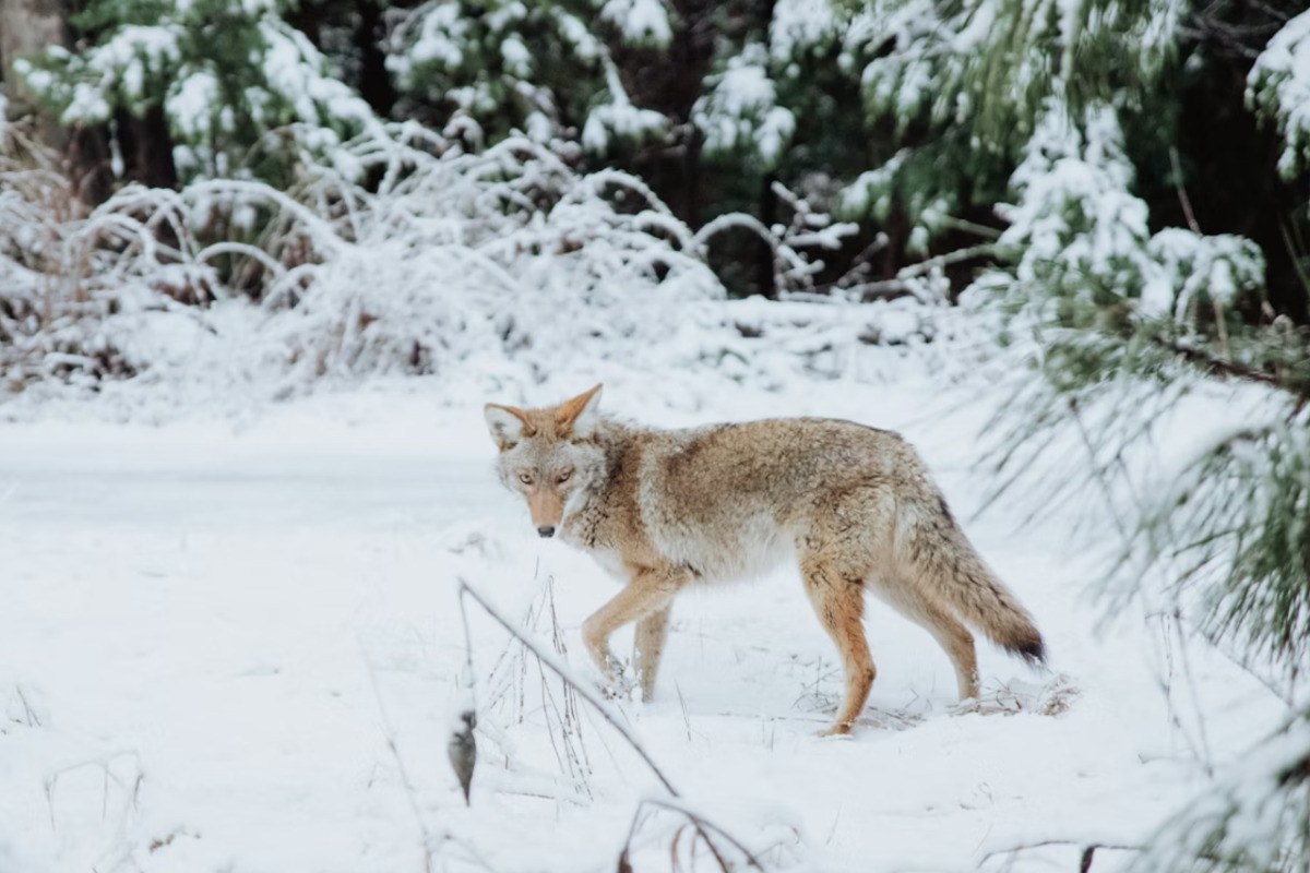Coyote Captured on Video Strolling Across Central Park's Frozen Turtle