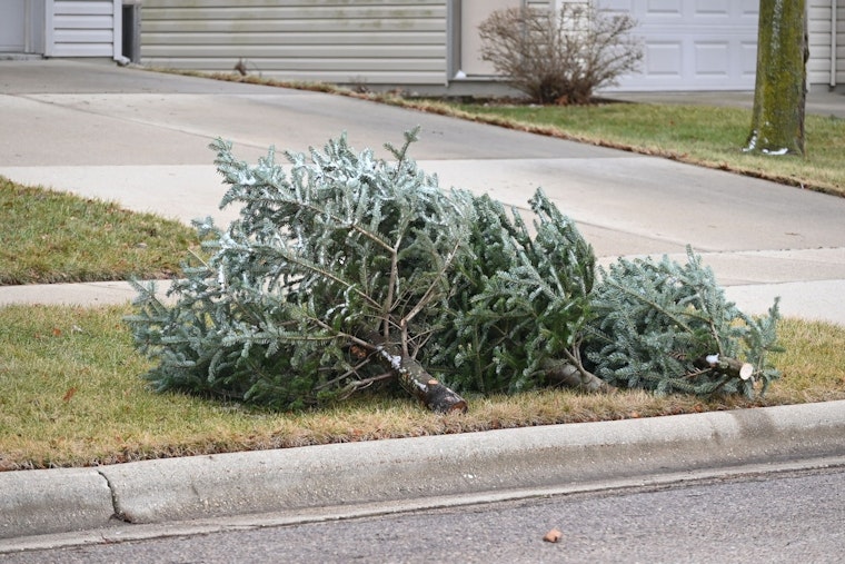 Creve Coeur Announces Christmas Tree Disposal Schedule with Republic