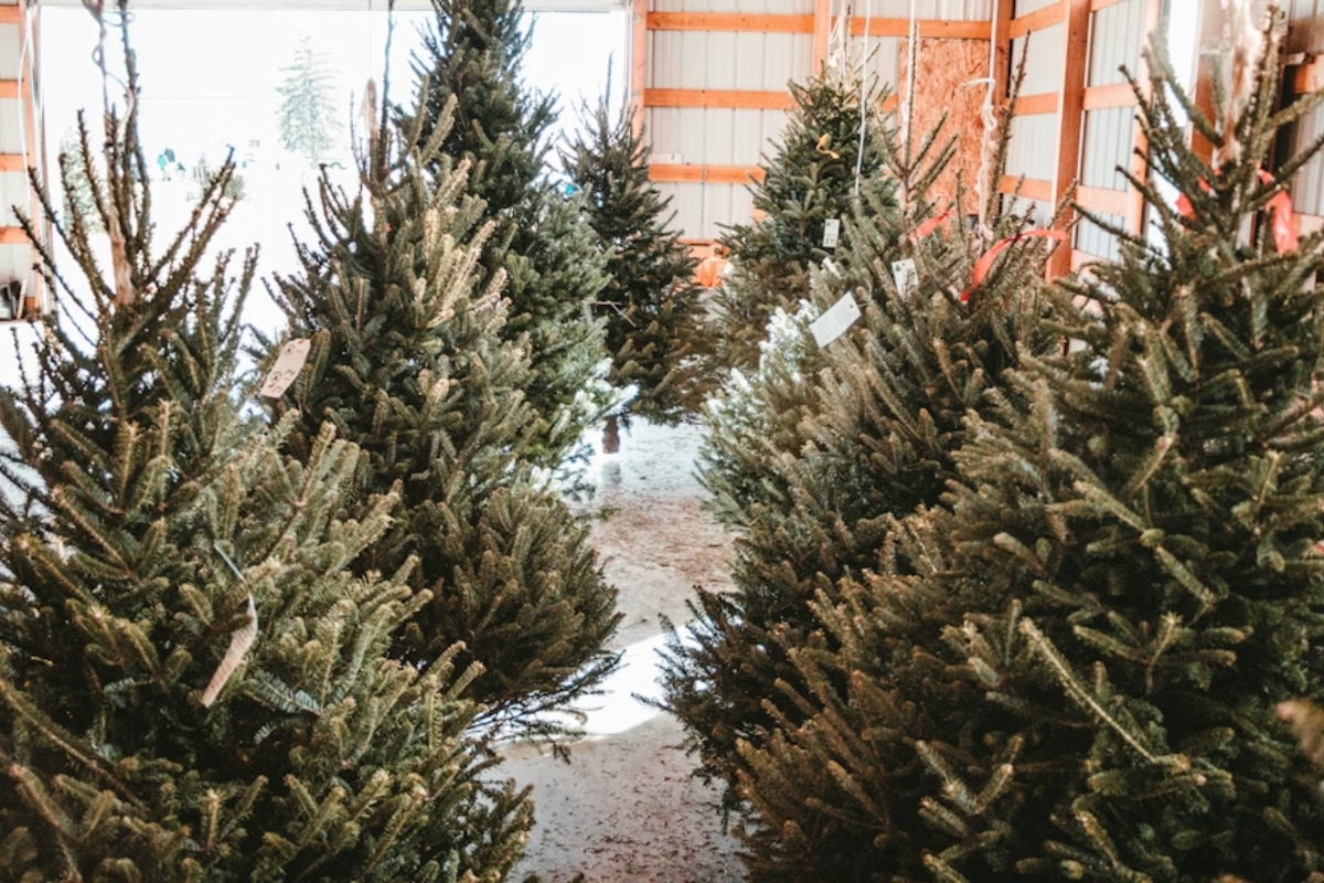 Euless Invites Residents to Recycle Christmas Trees for Mulch at