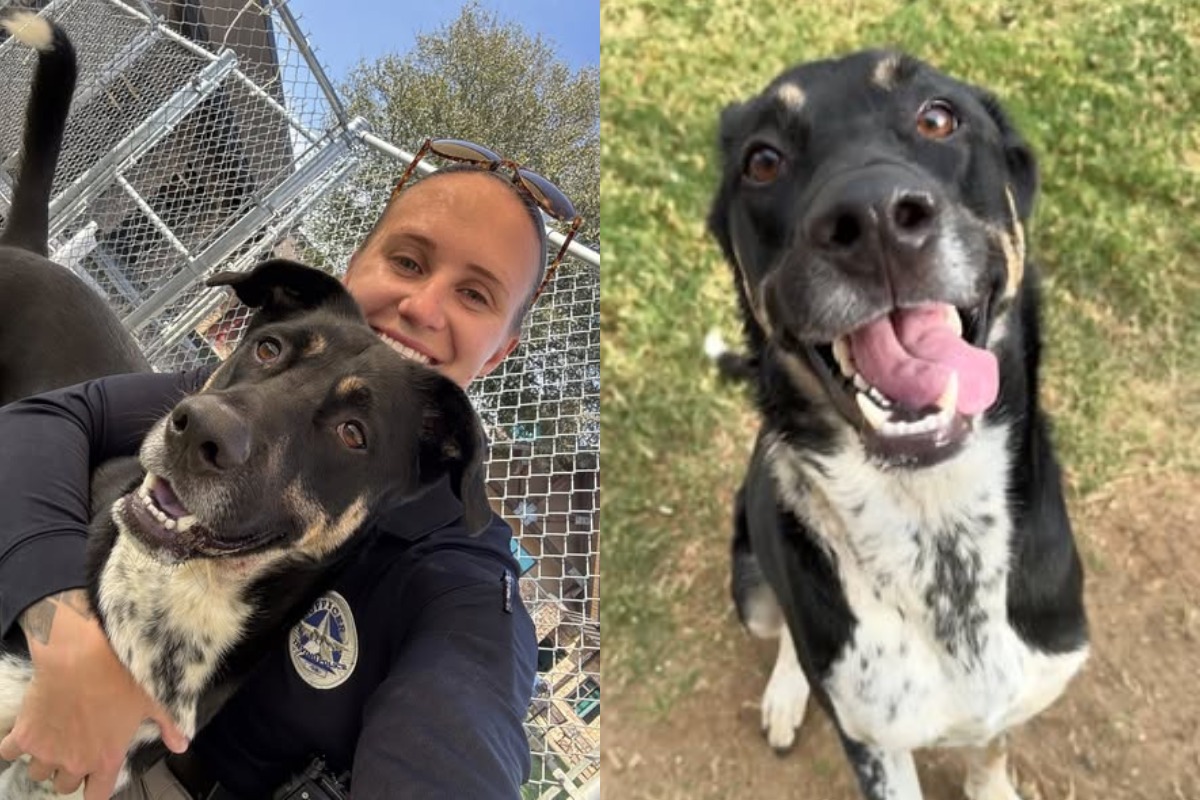 Irving Police Officer Adopts Wounded Dog Petey After Bonding During