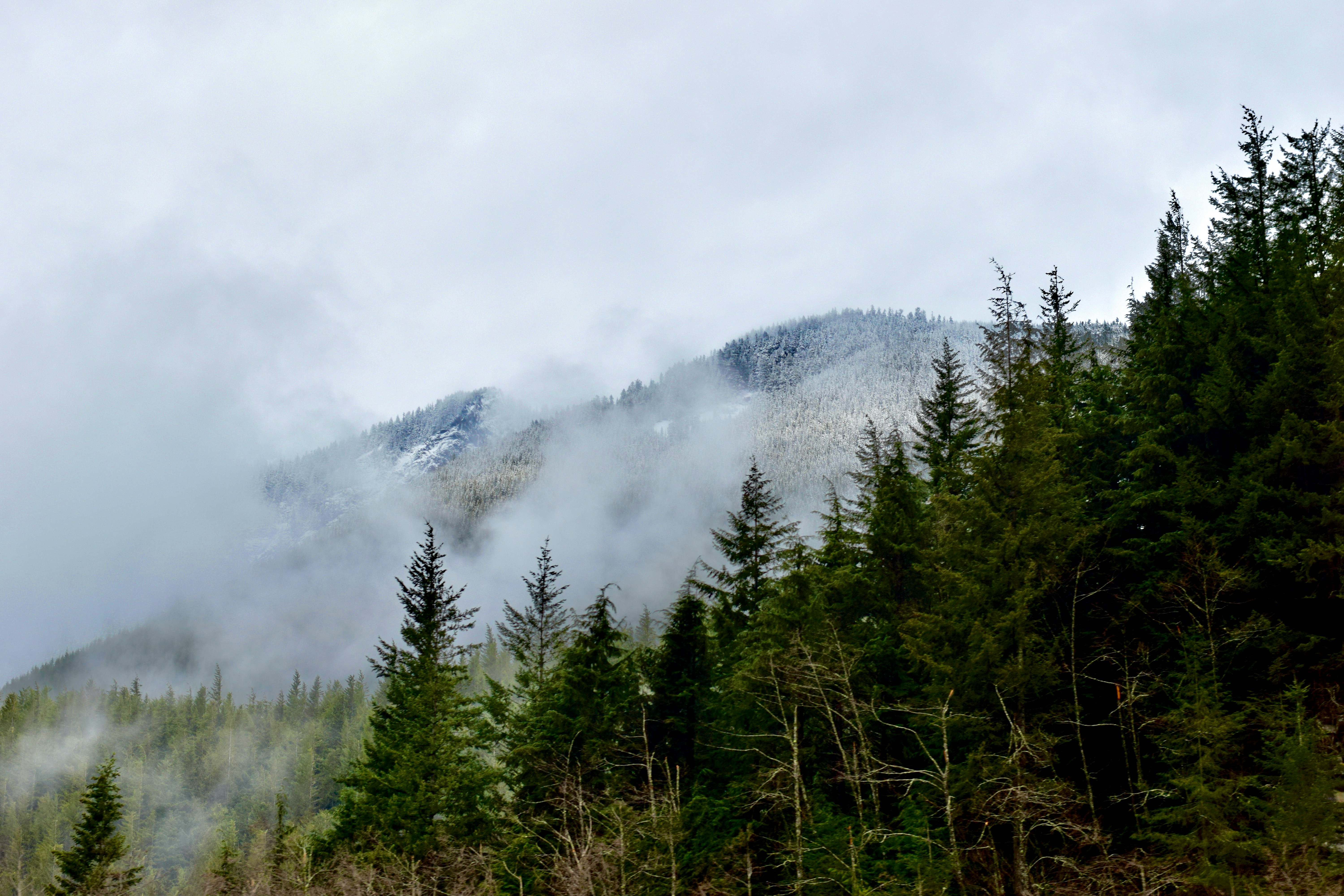 Dense Fog Advisory Issued for Seattle Area; Low Visibility and Black