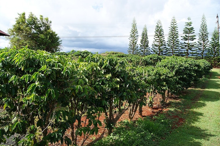 Lease Time Bomb Puts Kauai Coffee’s Fields And Jobs At Risk