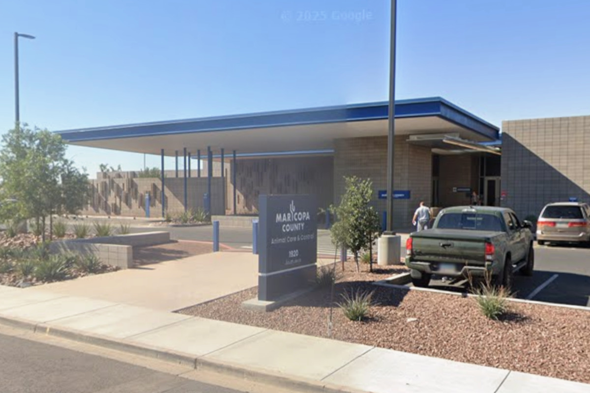 Maricopa County Animal Shelter Seeks Christmas Homes for 600 Dogs and