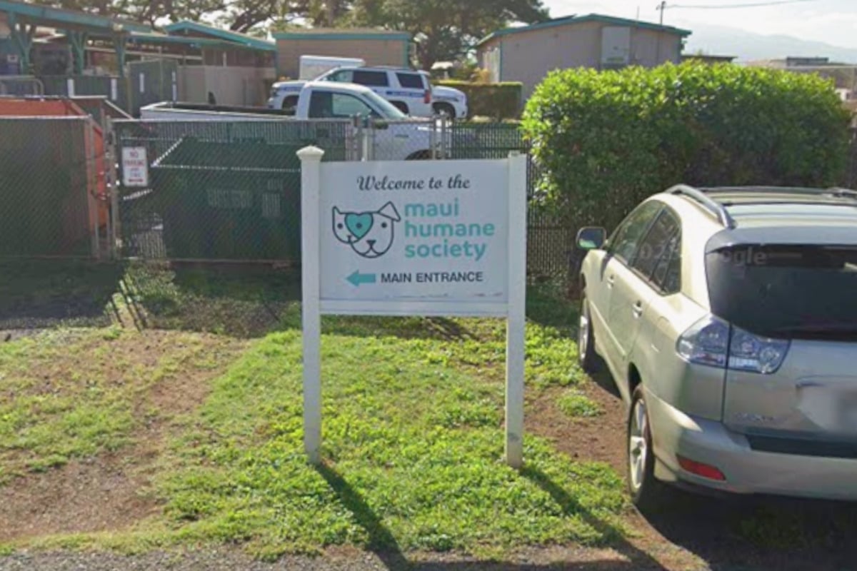 Maui Shelter Heartbreaker, Dog Trails Last Volunteer, Viral Video