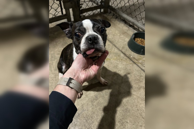Milwaukee Police Department Seeks Owner of Friendly Stray Dog Found on