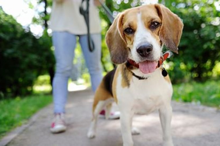 Ohio Dog Owners: It's Time to Renew Your Furry Friends' Licenses