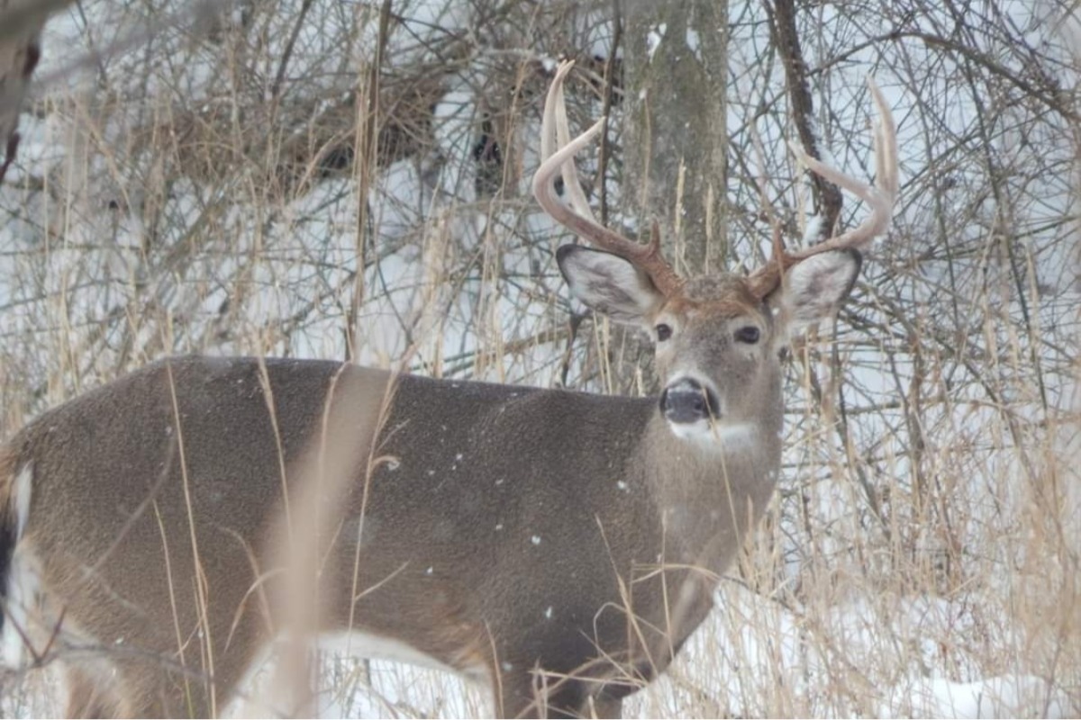 Ohio Hunters See Slight Decrease in Deer Harvest During Gun Season,