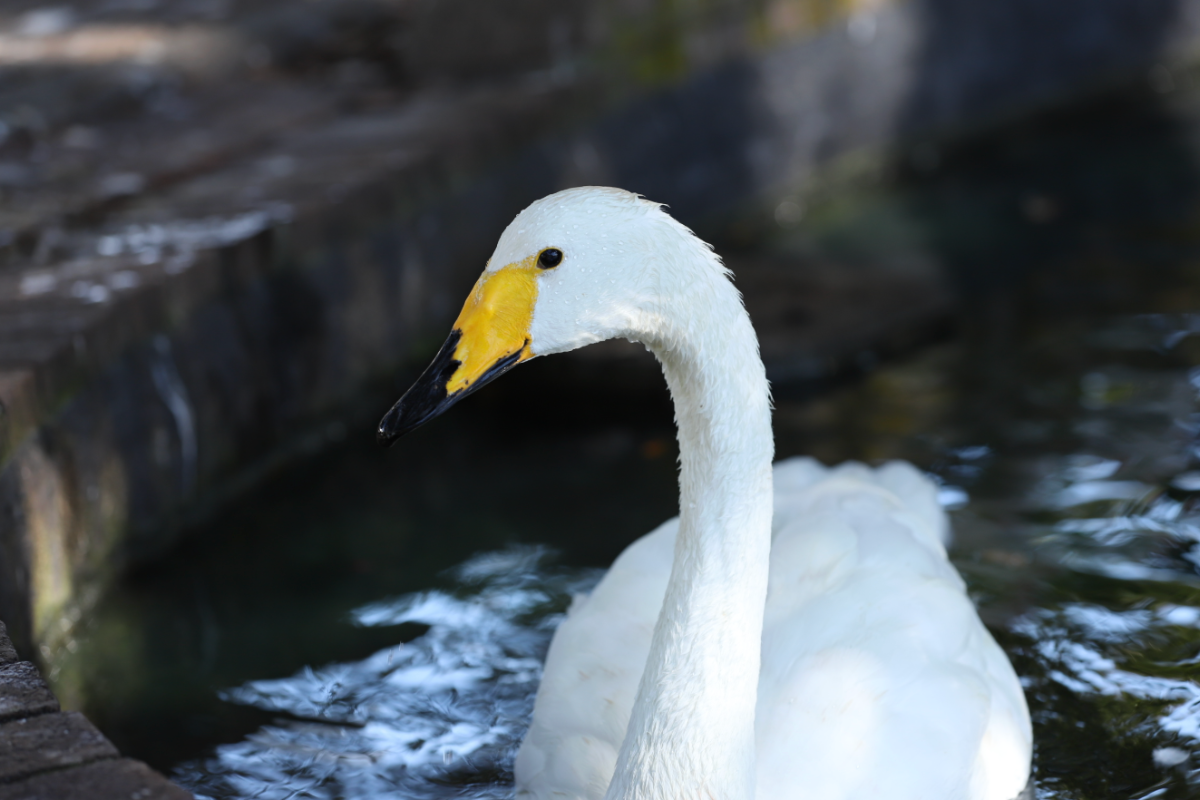 Orlando on Alert as 12 Swans Die at Lake Eola Park Amid Fears of Avian