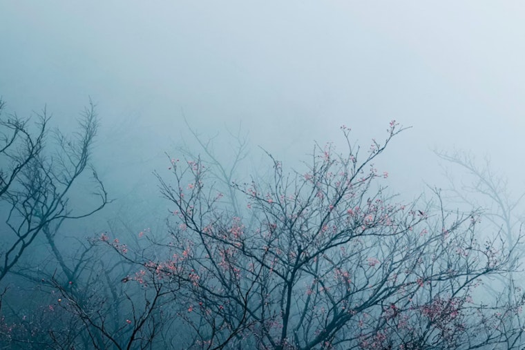 Portland and Vancouver Metro Areas Under Dense Fog Advisory as