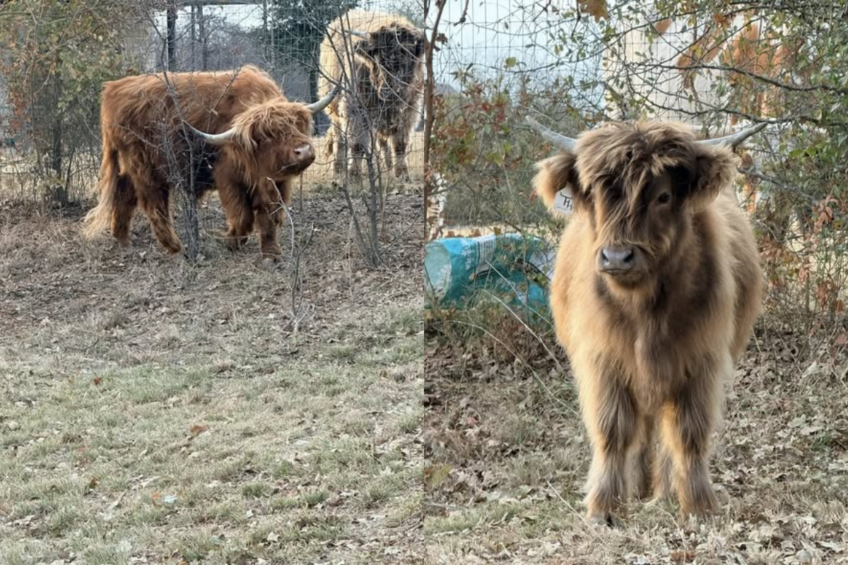 Rogue Cows Corralled Safely Back Home Thanks to Argyle Community and
