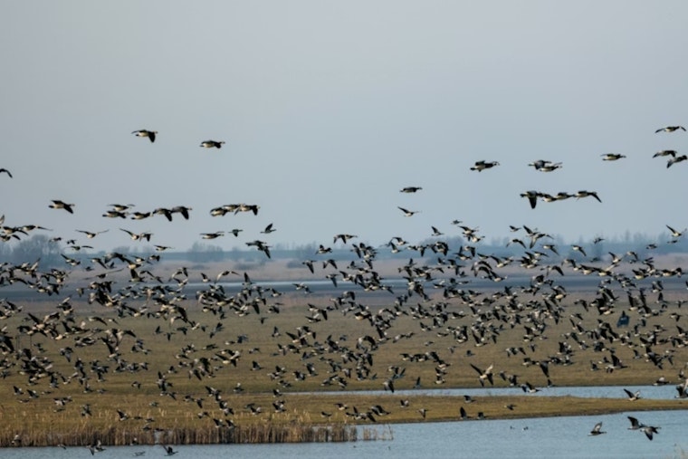 Royse City Park Feeding Frenzy: Goose Attack Leaves 72-Year-Old Woman