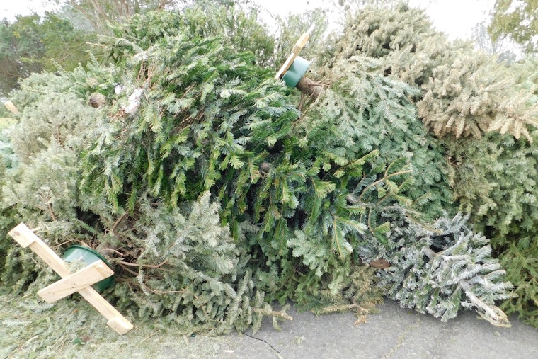 San Antonio Offers Free Christmas Tree Recycling to Encourage