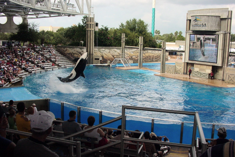 SeaWorld Orlando Pays Tribute to Beloved 50-Year-Old Orca Katina After