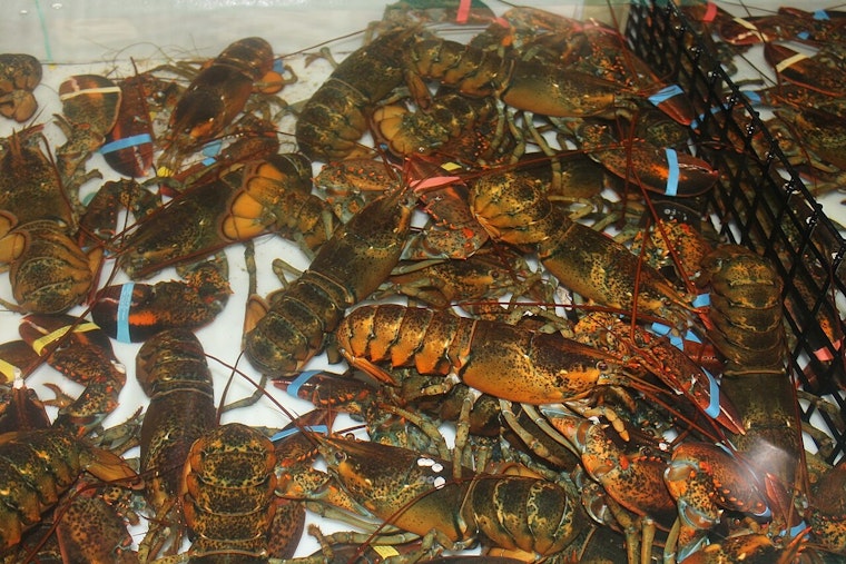 Sophisticated Heist at Sea as $400K of Live Lobsters Stolen on Route