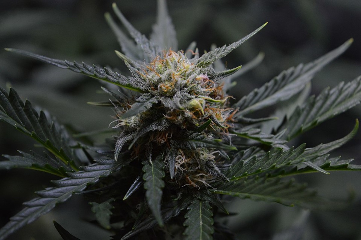 Texas Original Opens State's Largest Medical Cannabis Facility in