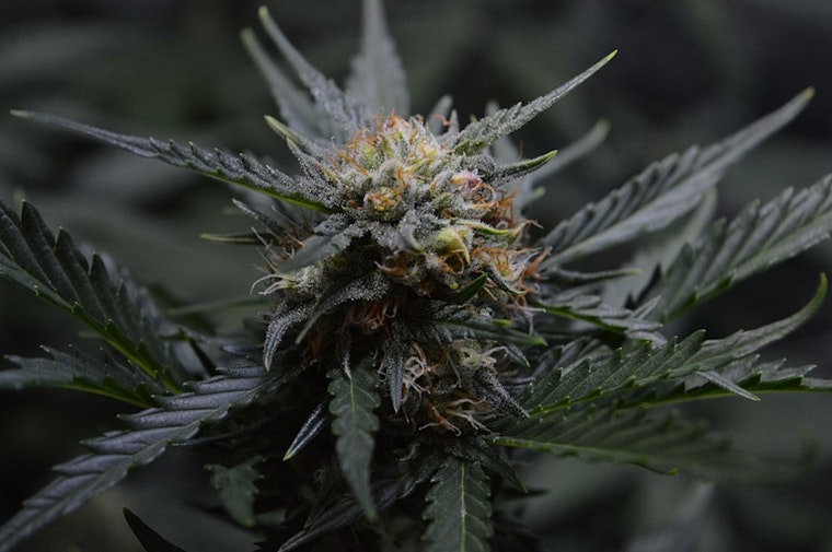 Texas Original Opens State's Largest Medical Cannabis Facility in