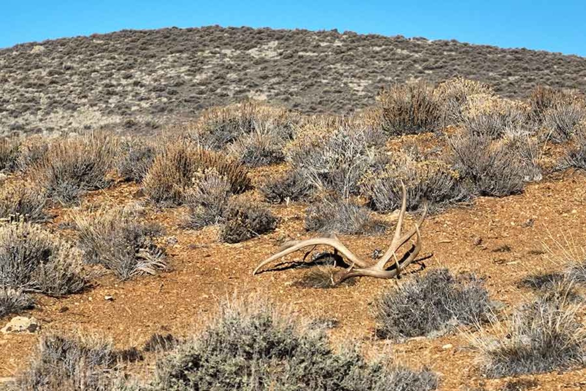 Utah Mandates Ethics Course for Shed Hunters to Protect Wildlife