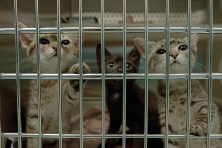 Wake County Animal Center Unveils "Home for the Holidays" Pet Adoption