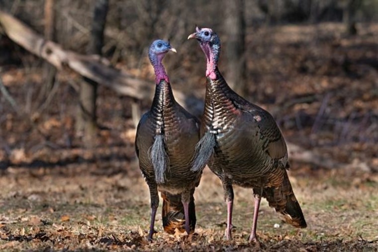Wisconsin DNR Seeks Public Input on Turkey Management Plan Update