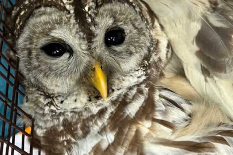 Austin Animal Center Rescues Injured Owl, Urges Public to Call Experts