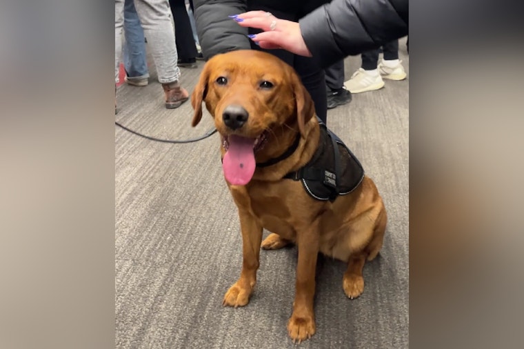 Boston Police Comfort Dog Copper Boosts Morale at Northeastern