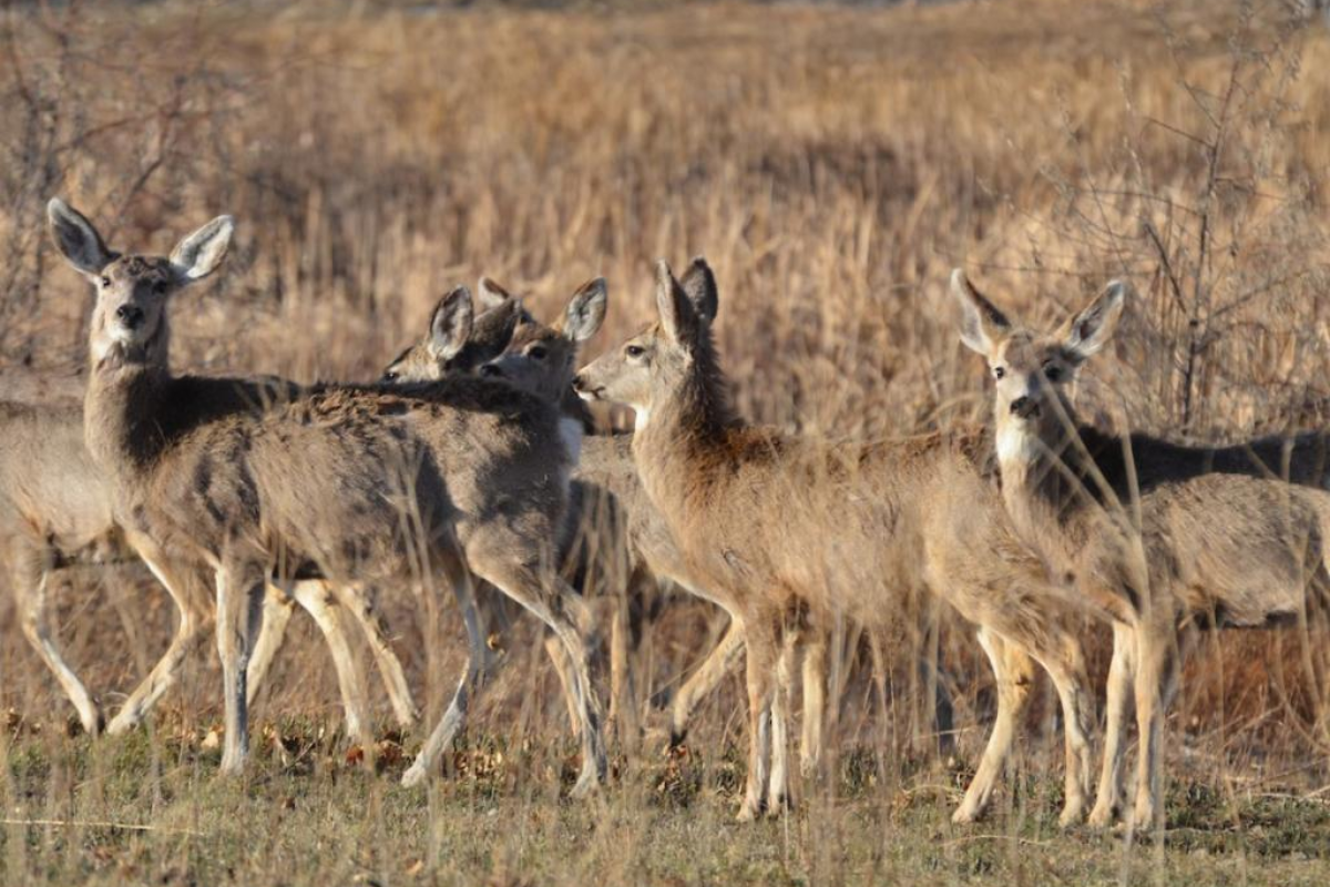 Colorado City and Rye Residents Invited to Discuss Mule Deer