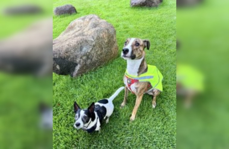 Kaka‘ako Welcomes New Kolowalu Dog Park Infused with Hawaiian Culture