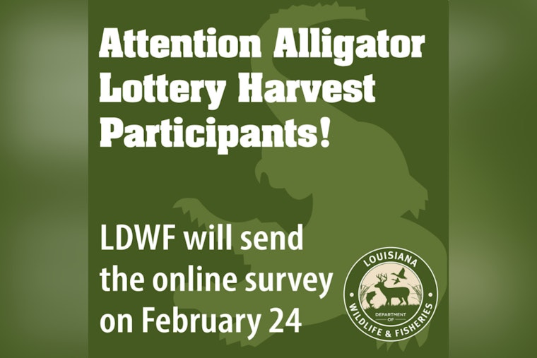 LDWF Launches Online Survey to Refine Alligator Lottery Harvest