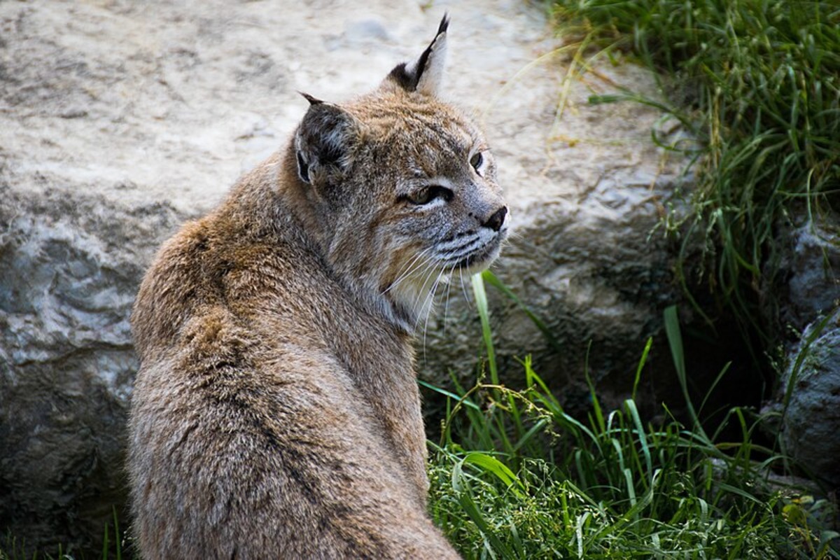 Pasadena Humane Tends to Burned Bobcats After Eaton Fire Devastation
