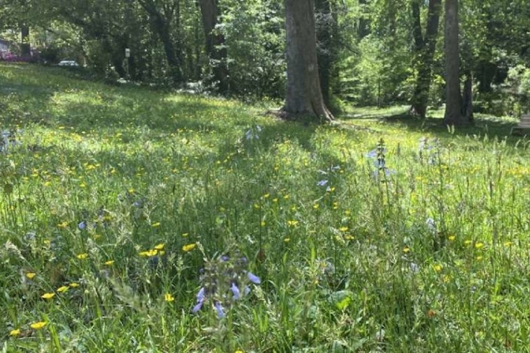 Raleigh Parks Embrace Low-Mow Spring to Support Pollinators and Local