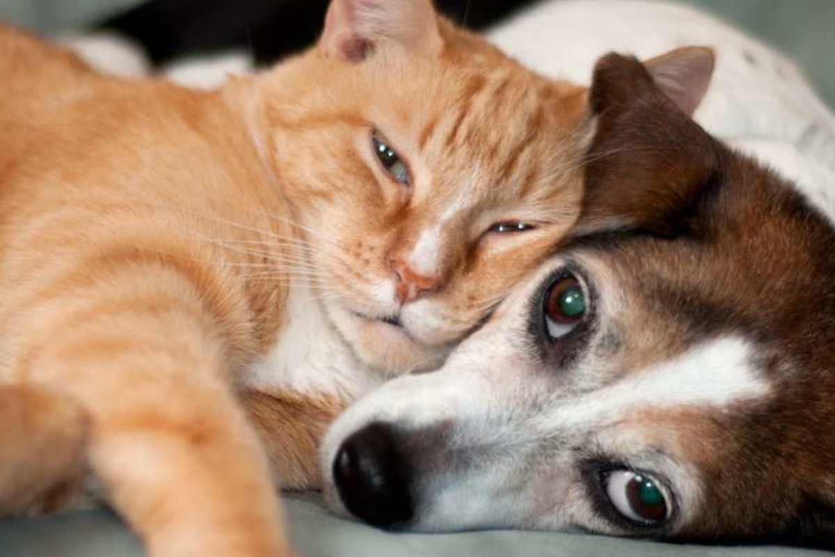 Raleigh Welcomes Pet Lovers for Annual Animal Adoption Day at City