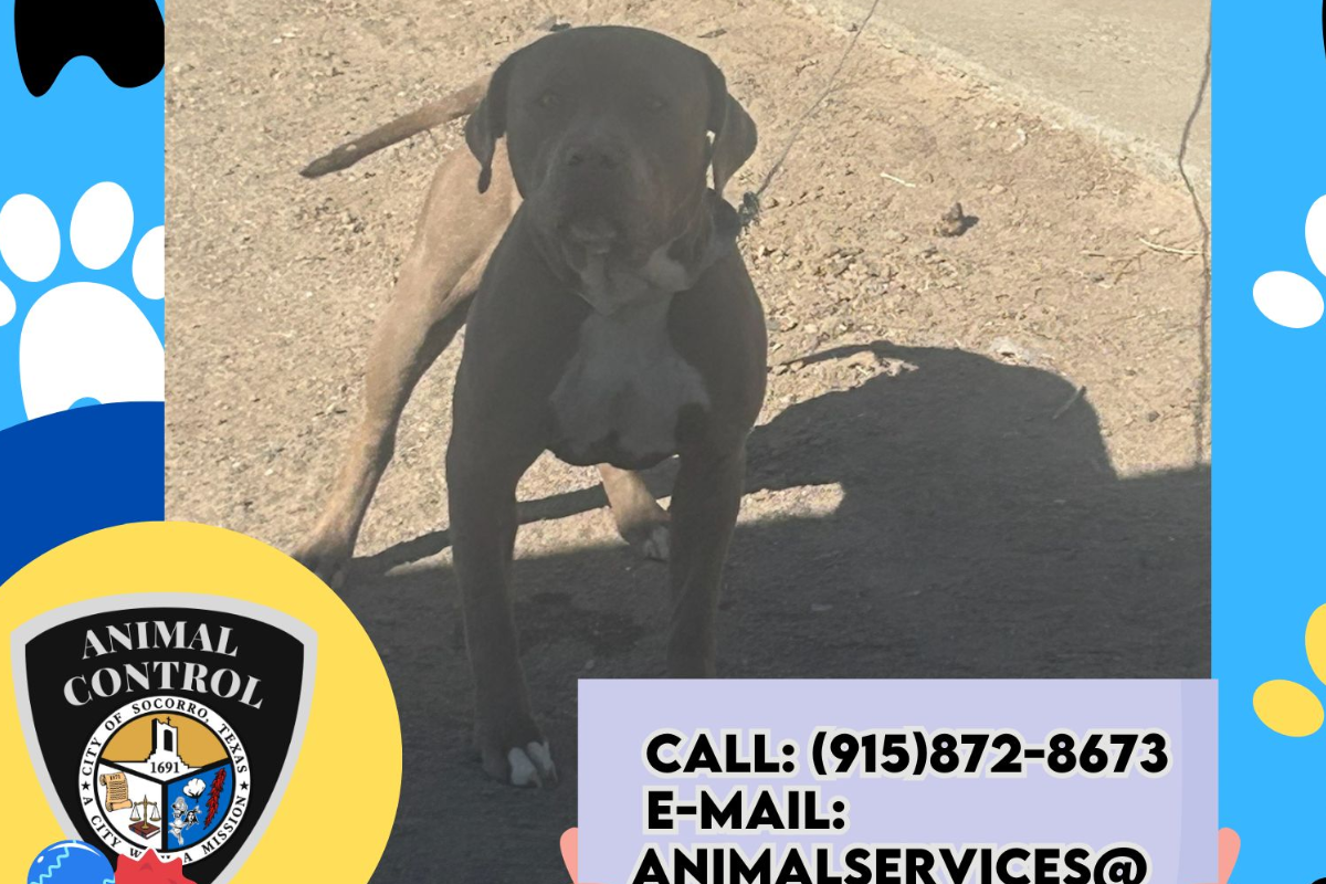 Socorro Animal Control Seeks Public Help to Solve Mystery of Abandoned