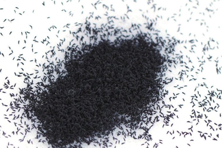 Springtails Make a Seasonal Appearance in West Michigan as Snow Melts,