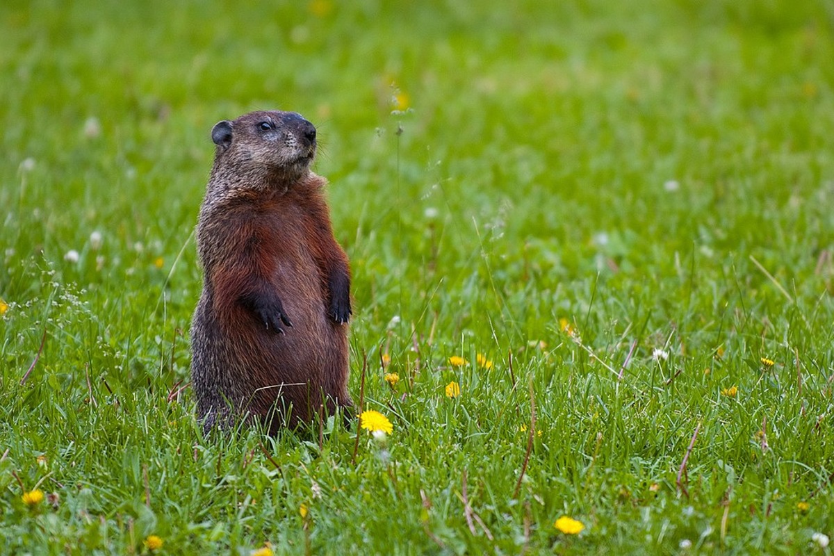 Staten Island's Groundhog Predicts Early Spring as Punxsutawney Phil