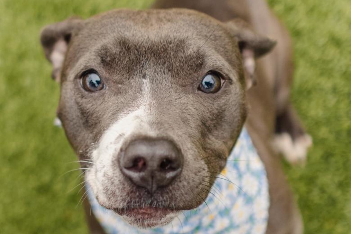 Wake County Animal Center Rolls Out Free Rabies and Microchip Clinics