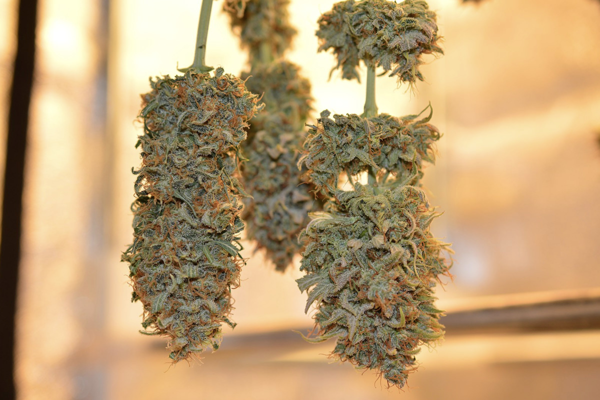 AAA Survey Reveals Nearly Half of Michigan Cannabis Users Believe It